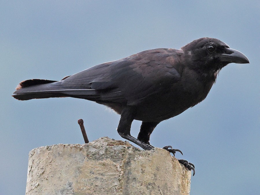 Palawan Crow - eBird