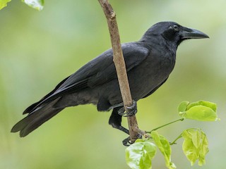 Palawan Crow - eBird