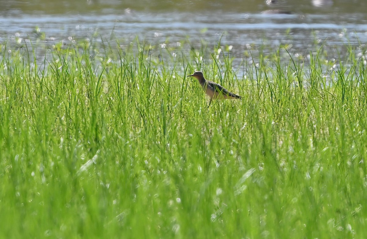 eBird Checklist - 11 Sep 2023 - Jordan Game Land---(751 bridge ...