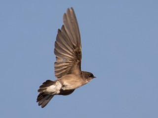 Madagascar Martin - eBird