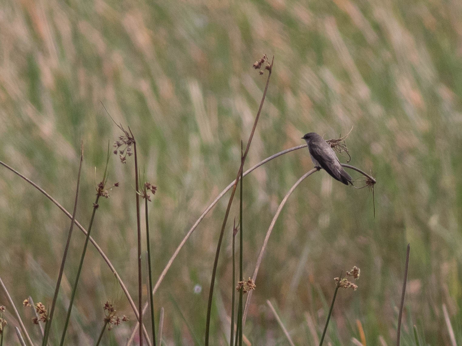 Madagascar Martin - eBird