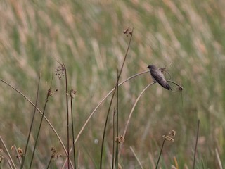 Madagascar Martin - eBird
