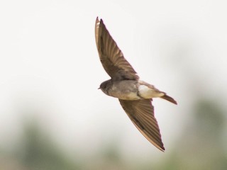 Madagascar Martin - eBird