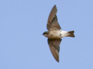 Madagascar Martin - eBird