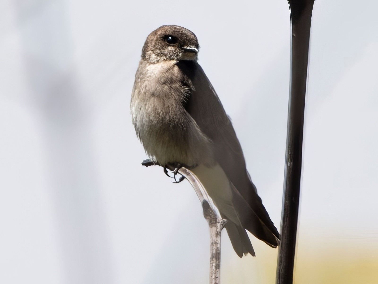 Madagascar Martin - eBird