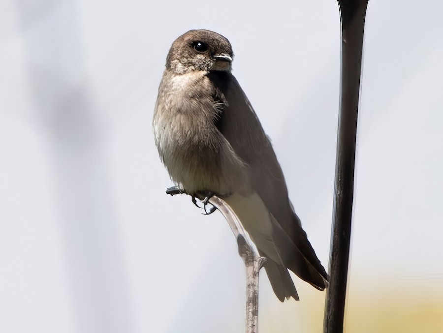 Madagascar Martin - eBird