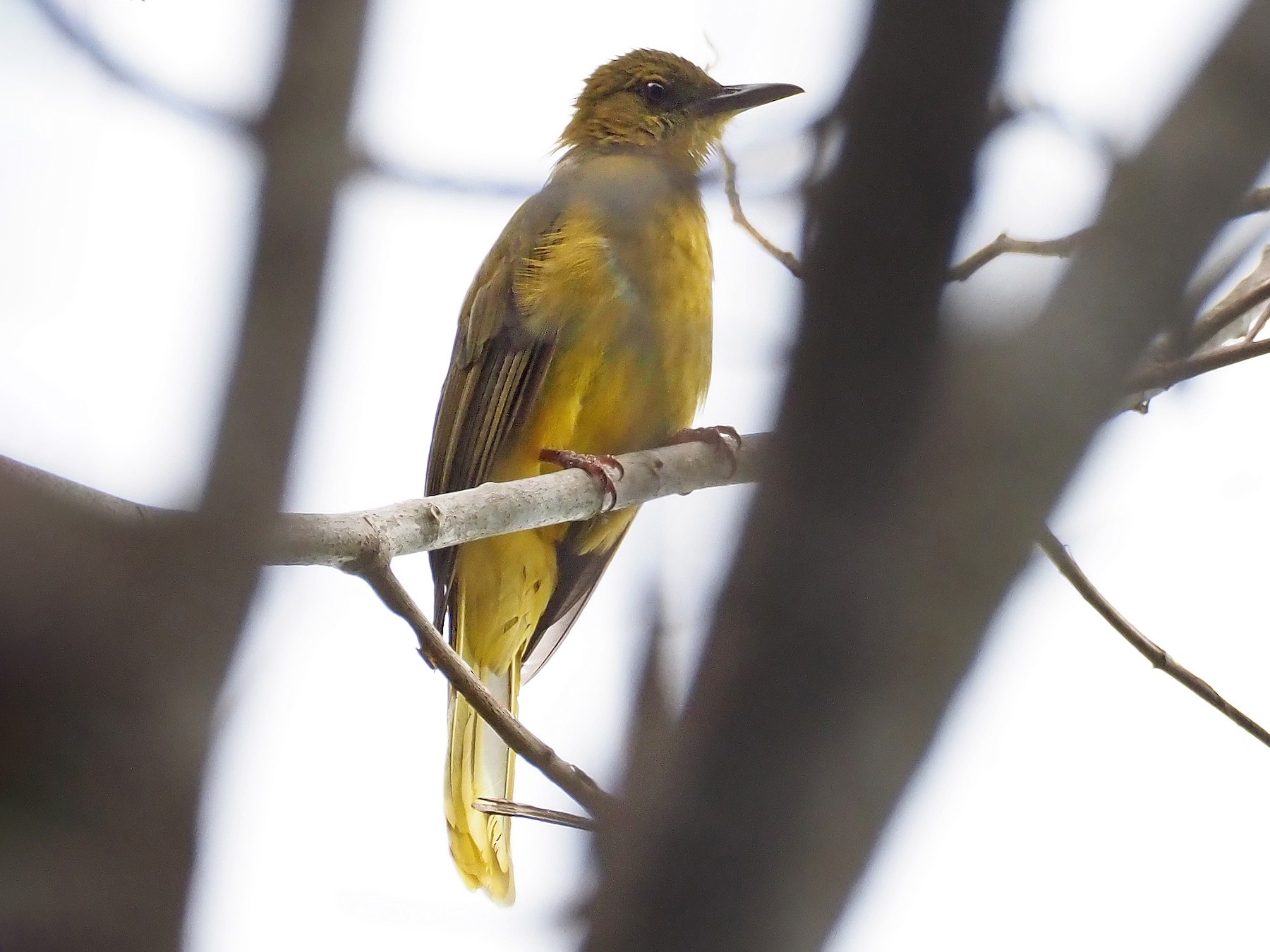 Banggai Golden-Bulbul - eBird