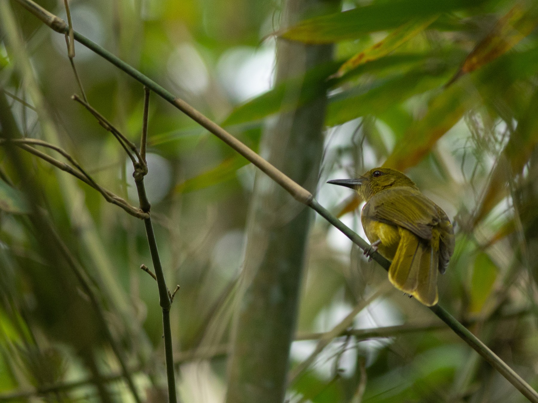 Banggai Golden-Bulbul - eBird
