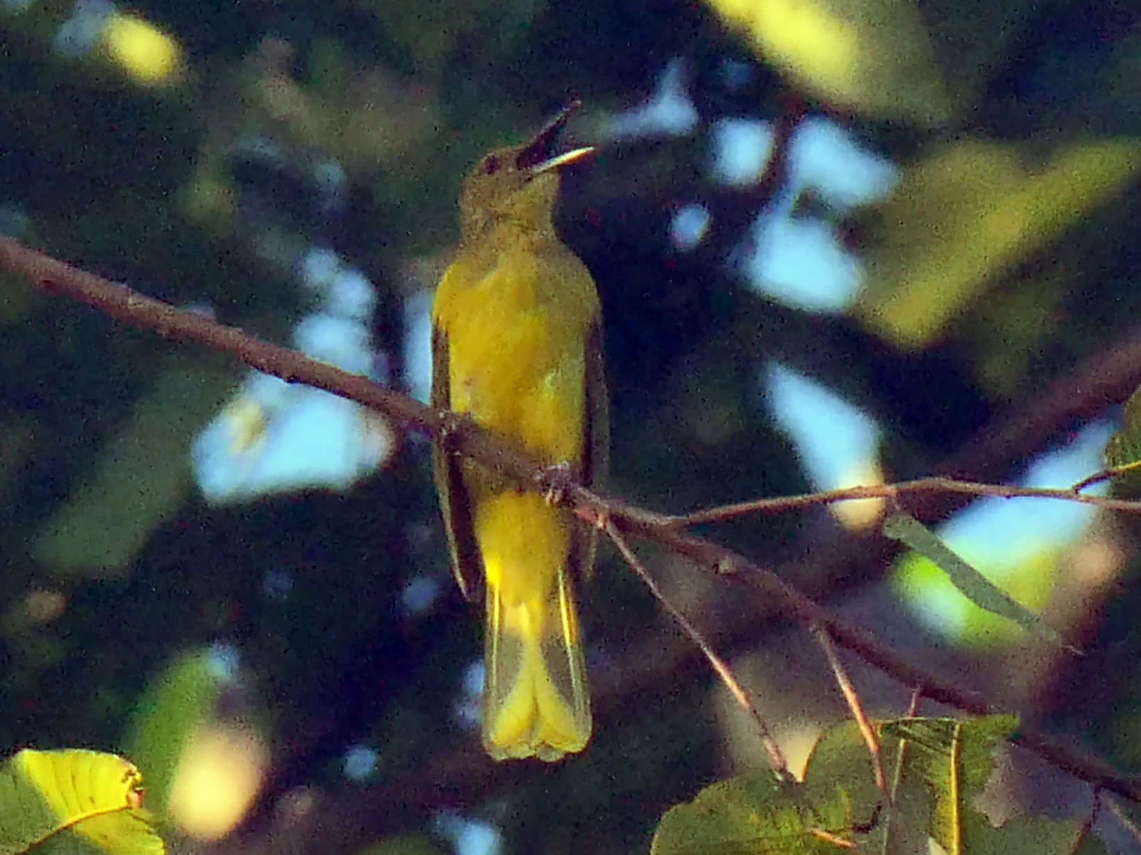 Sula Golden-Bulbul - eBird