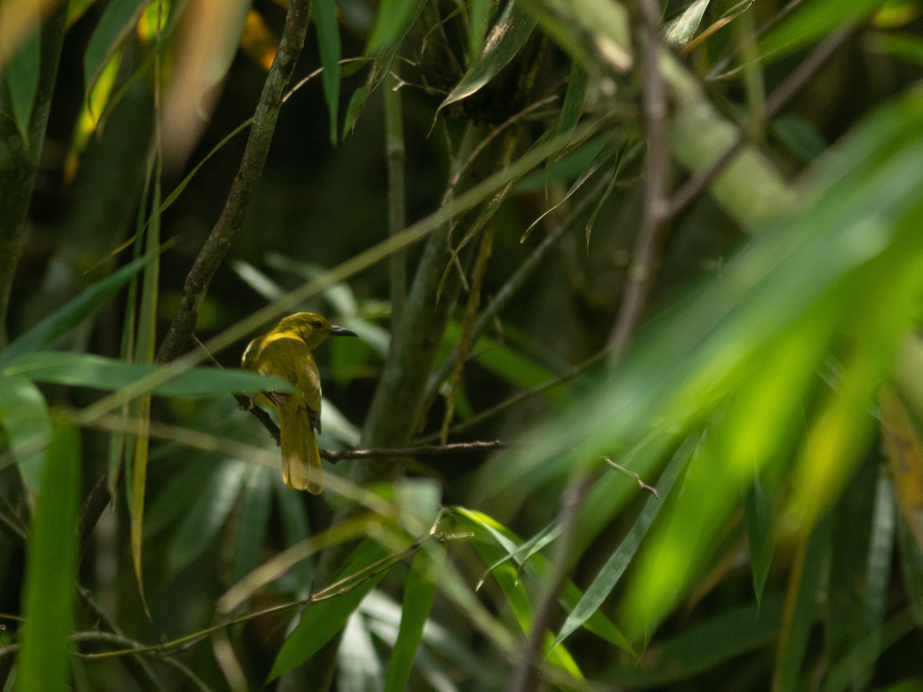 Sula Golden-Bulbul - eBird