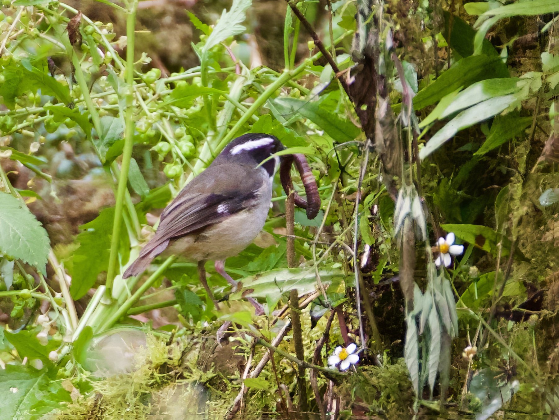 Black-capped Robin - eBird