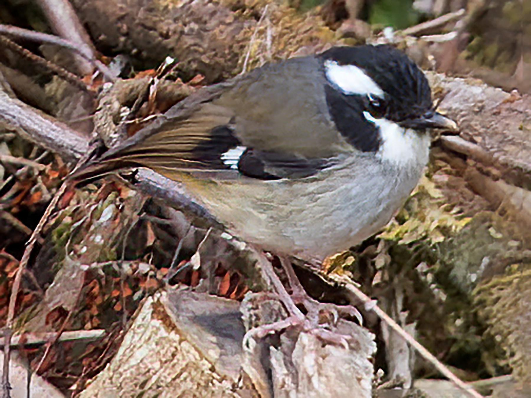 Black-capped Robin - eBird