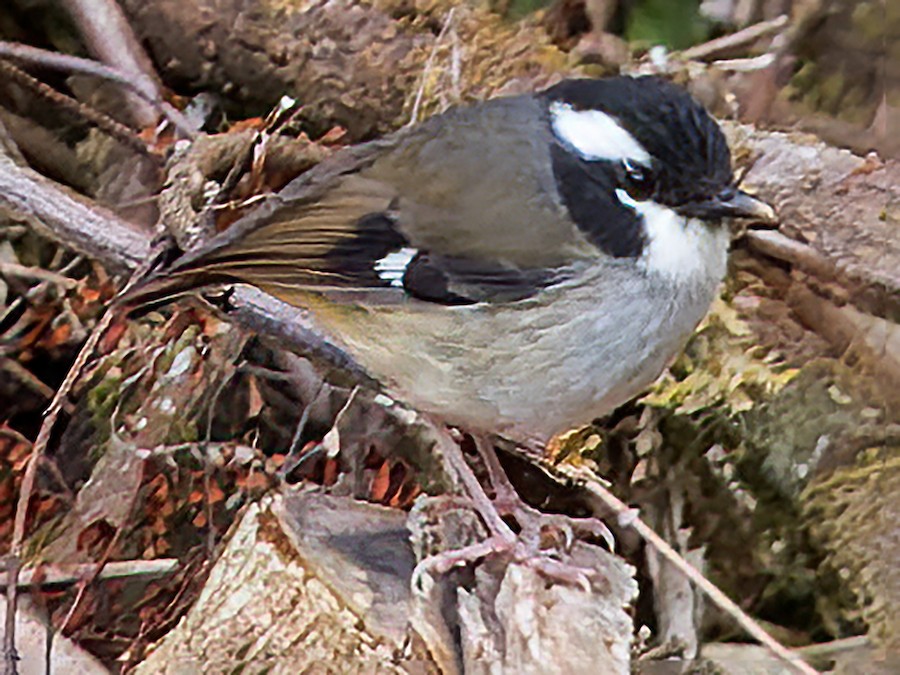 Black-capped Robin - eBird