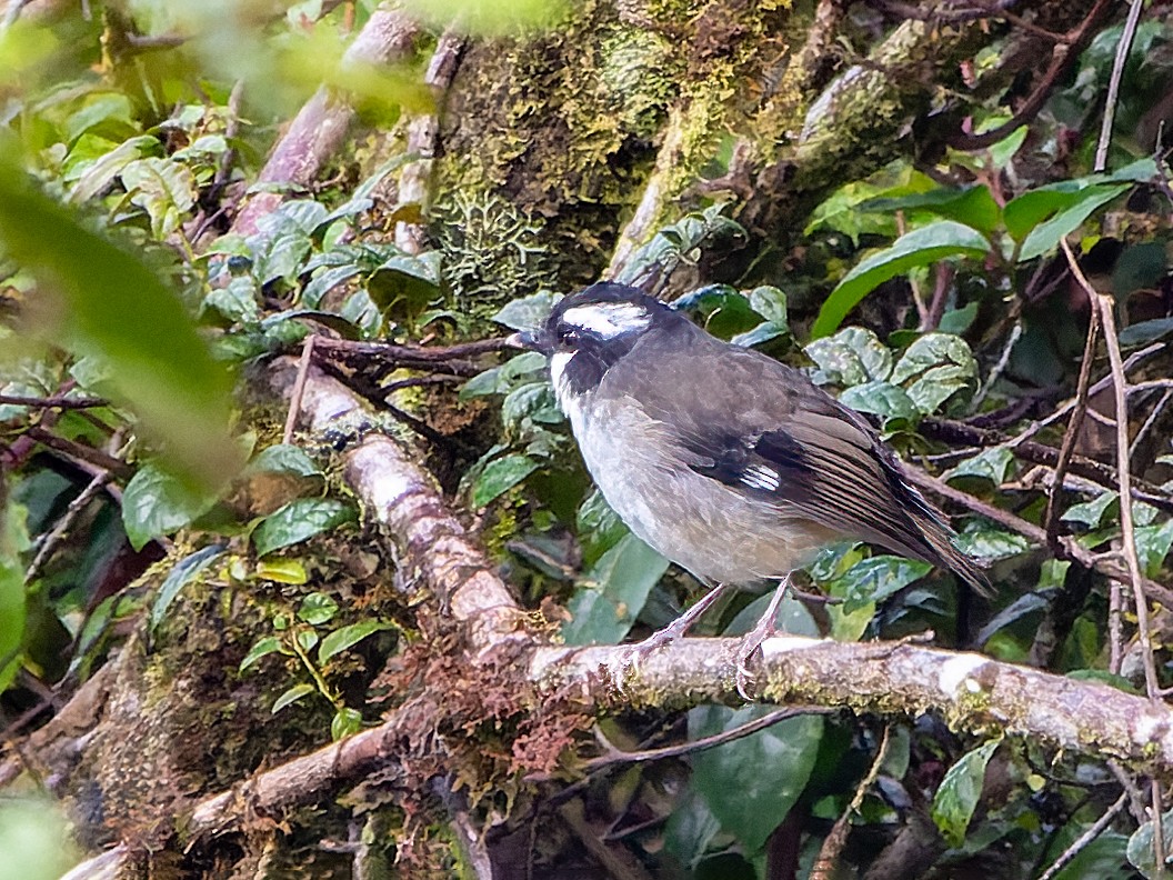 Black-capped Robin - eBird