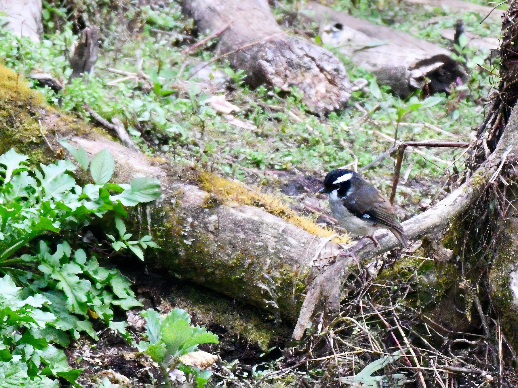 Black-capped Robin - eBird