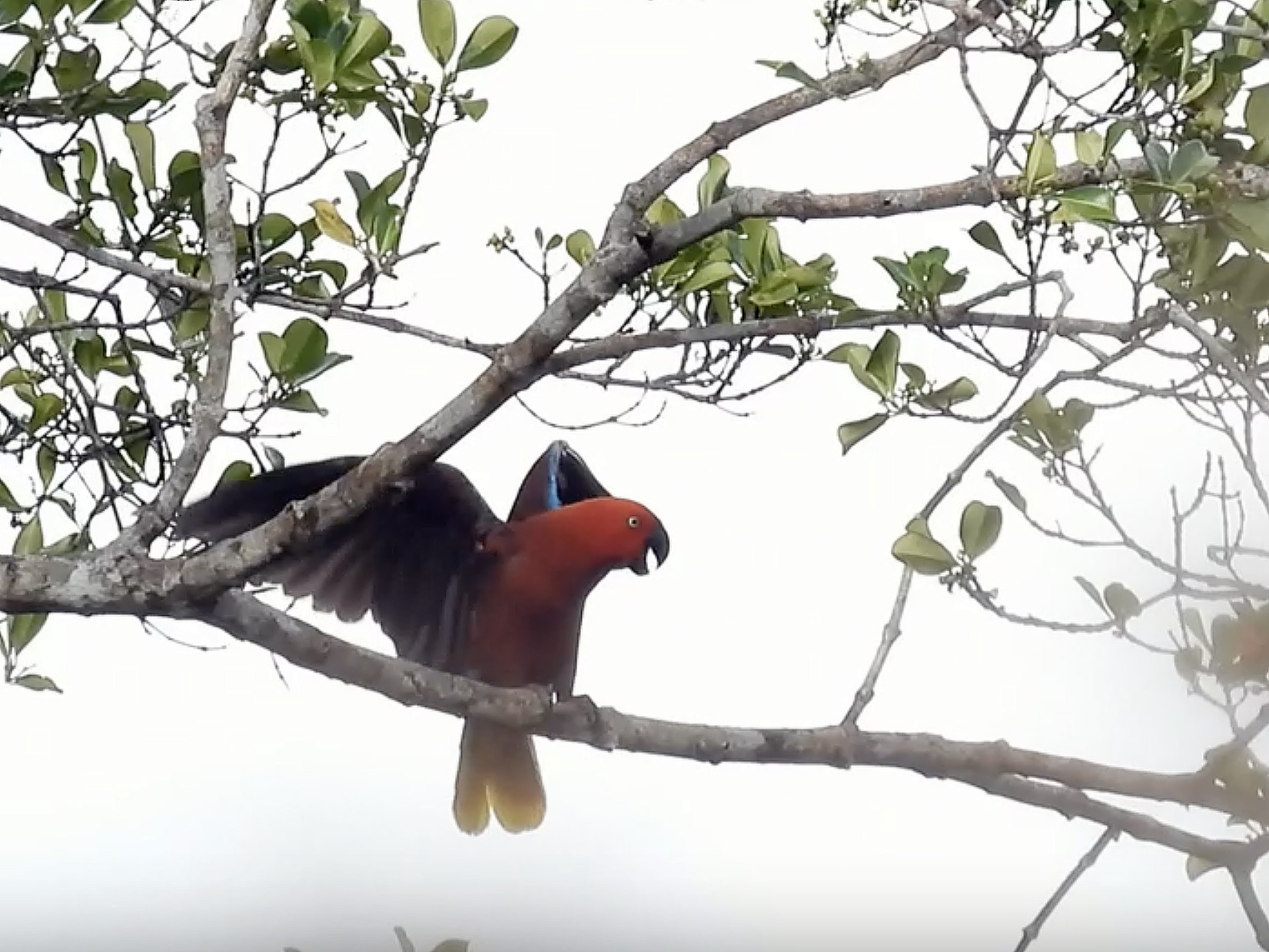 Tanimbar Eclectus - eBird