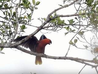 Tanimbar Eclectus - eBird