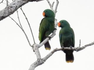 Tanimbar Eclectus - eBird