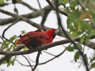 Sumba Eclectus - eBird