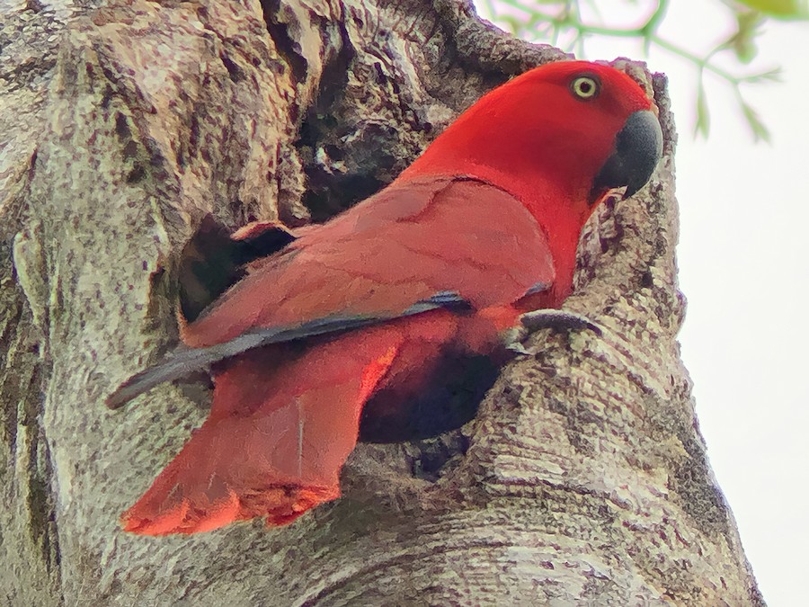 Sumba Eclectus - eBird