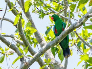 Sumba Eclectus - eBird