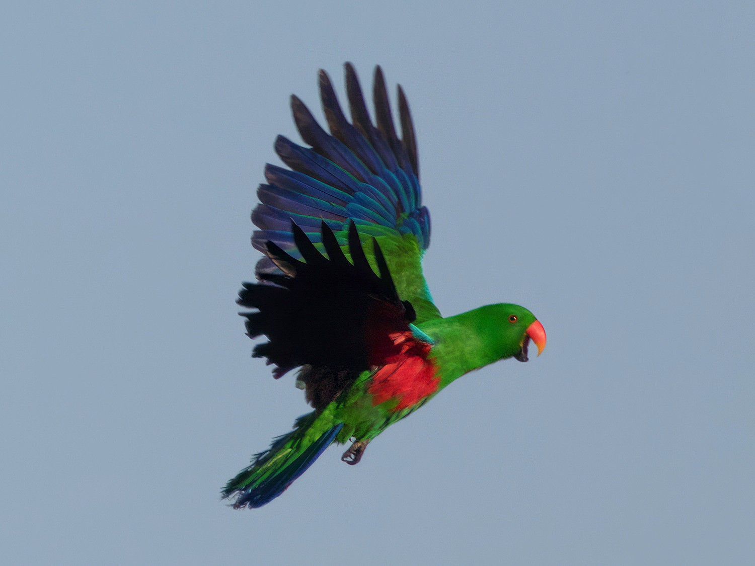 Sumba Eclectus - eBird