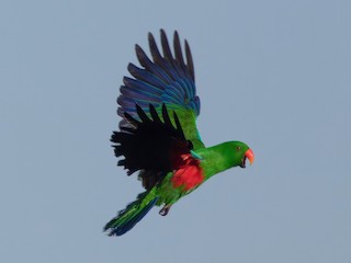 Sumba Eclectus - eBird