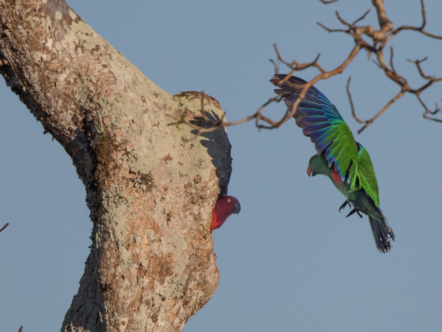 Sumba Eclectus - eBird