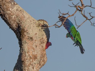 Sumba Eclectus - eBird