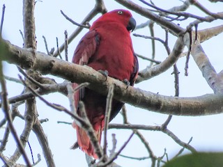 Sumba Eclectus - eBird