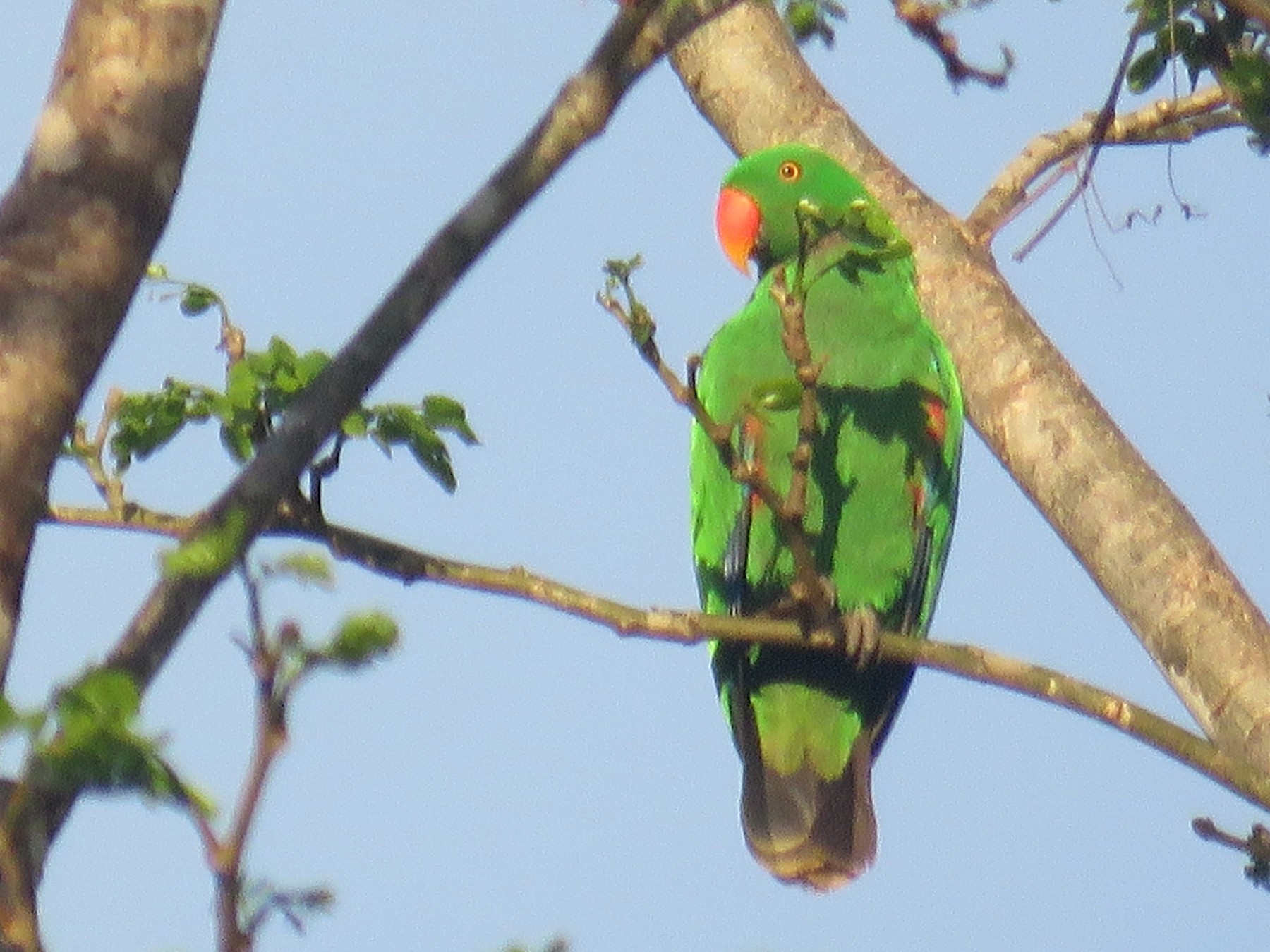 Moluccan Eclectus - eBird