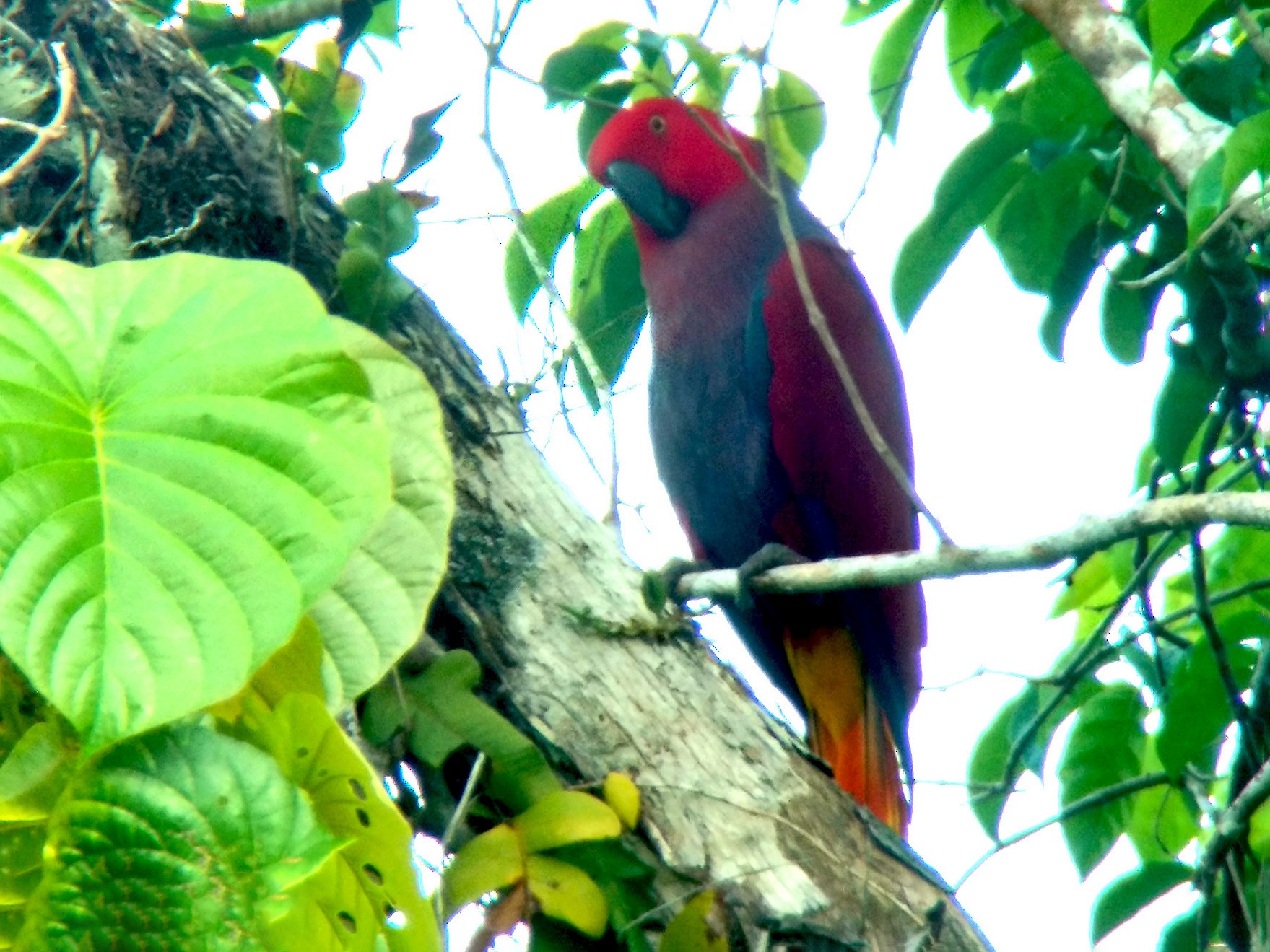 Moluccan Eclectus - eBird