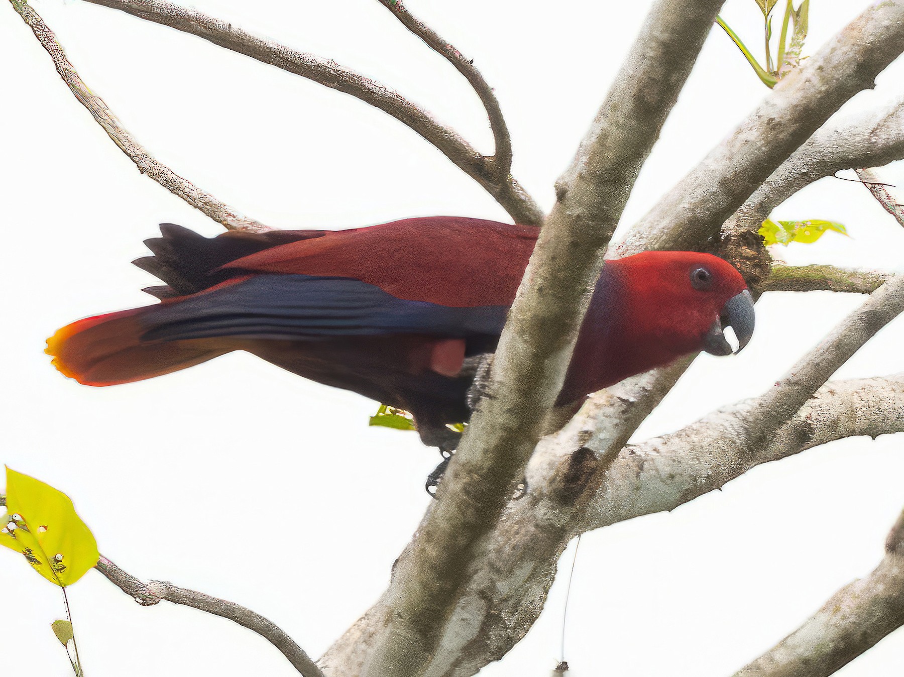 Moluccan Eclectus - eBird