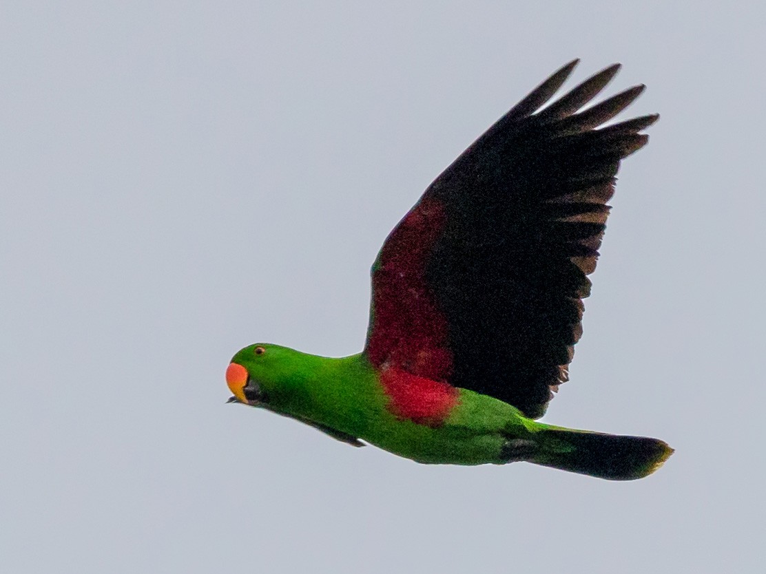 Moluccan Eclectus - eBird