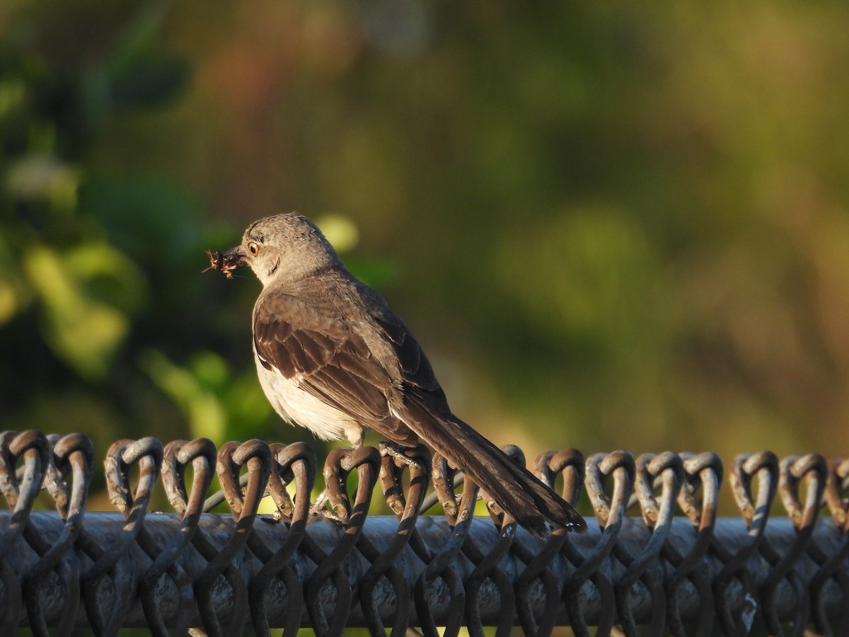 eBird Checklist - 4 Sep 2023 - Arlington Heights Park, Riverside US-CA ...