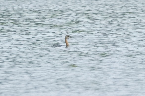 eBird Checklist - 10 Sep 2023 - Middlesex--Medway Rd Gravel Pit Pond ...