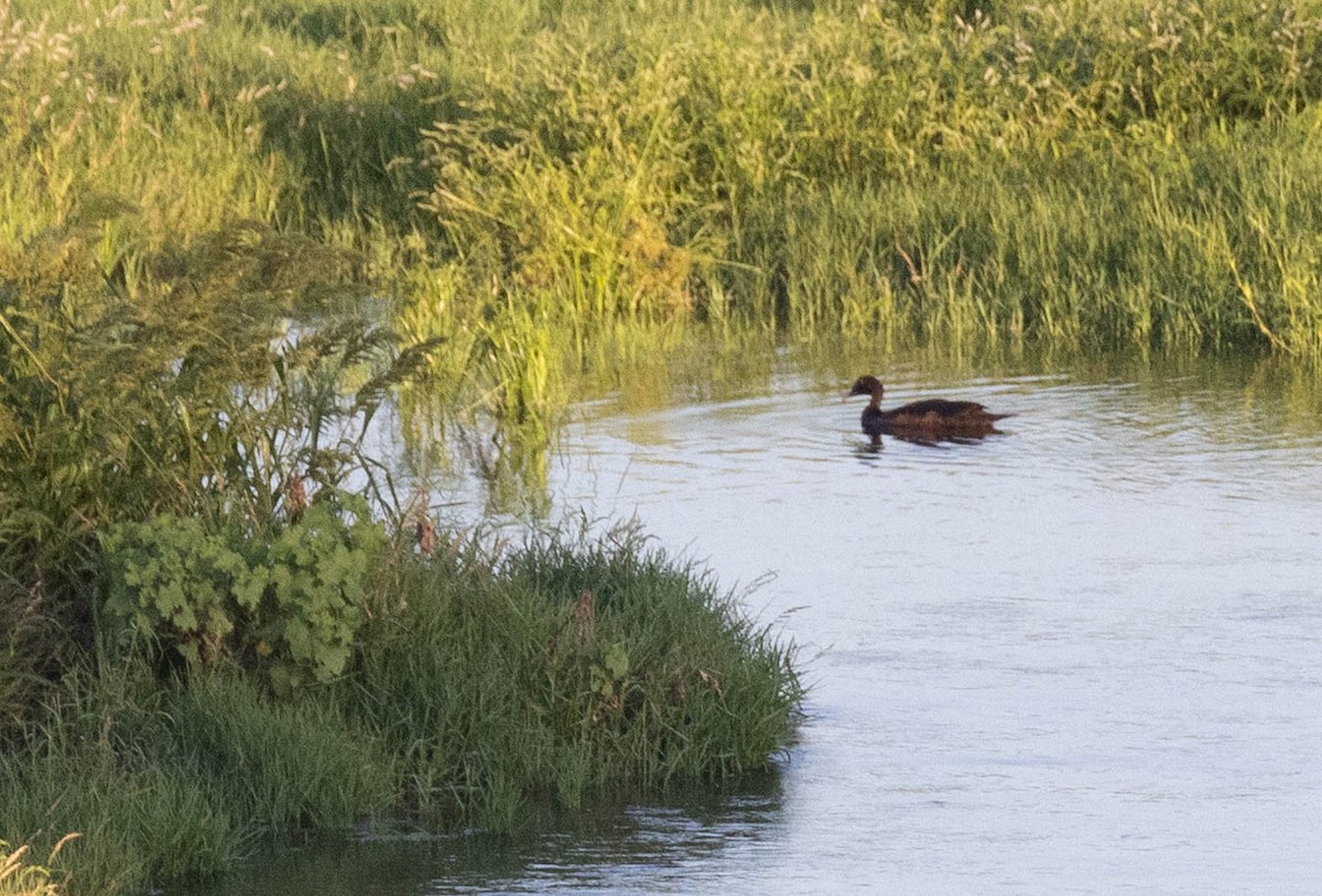 eBird Checklist - 10 Sep 2023 - Santa Margarita Ranch (LTC 079)(Starr ...