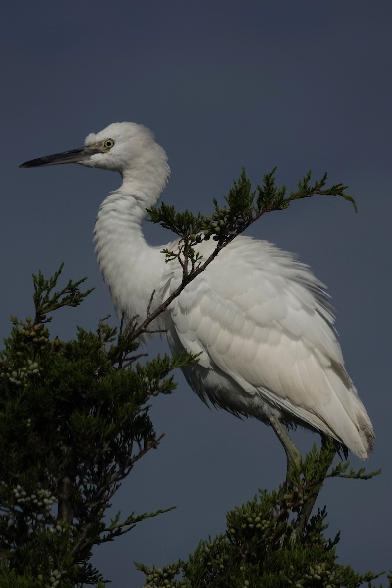 eBird Checklist - 11 Sep 2023 - Delaware Seashore SP--Burton Island ...