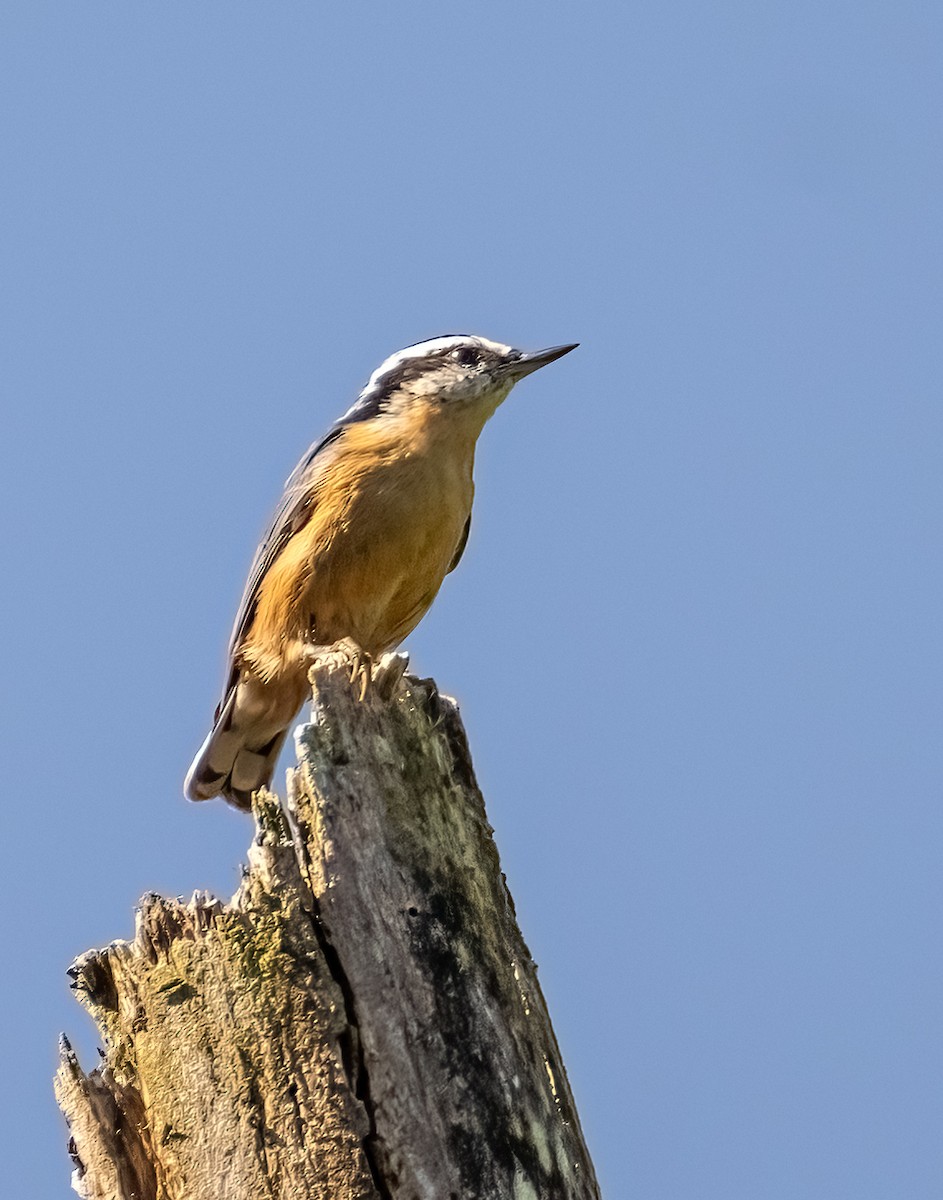 North Carolina Bird Atlas Checklist - 11 Sep 2023 - Blue Ridge Pkwy ...