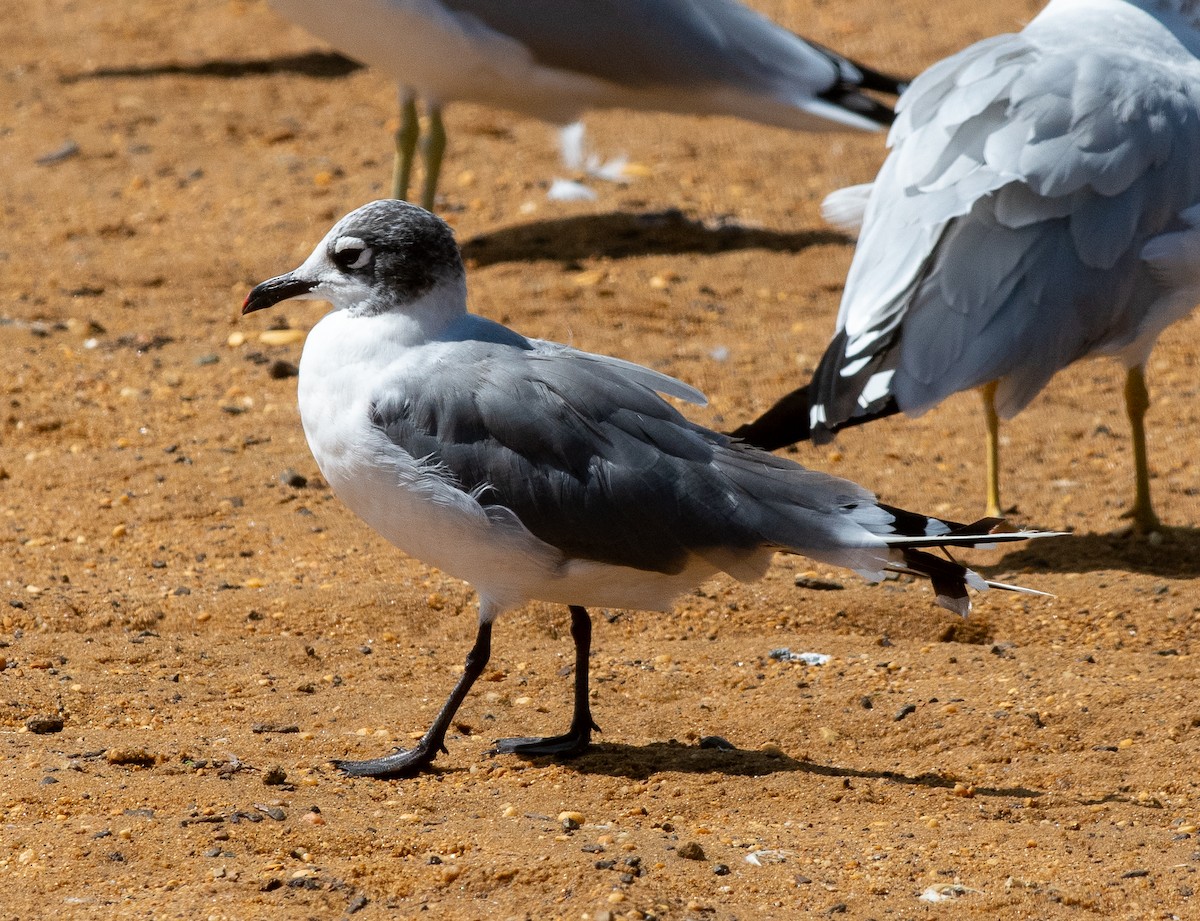eBird Checklist - 11 Sep 2023 - Sandy Point State Park - 10 species