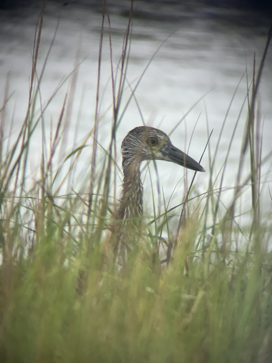 eBird Checklist - 11 Sep 2023 - Eel Point - 27 species