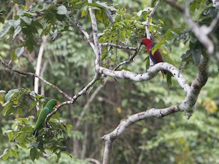 Papuan Eclectus - eBird