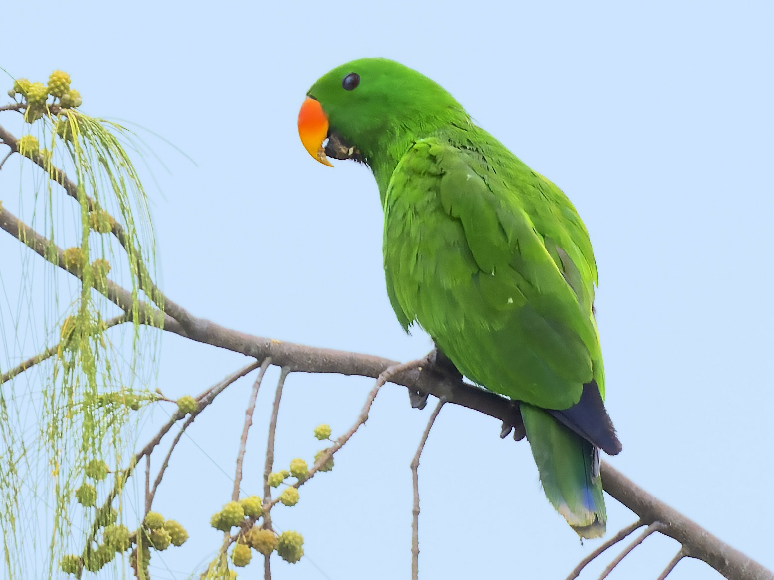 Papuan Eclectus - eBird
