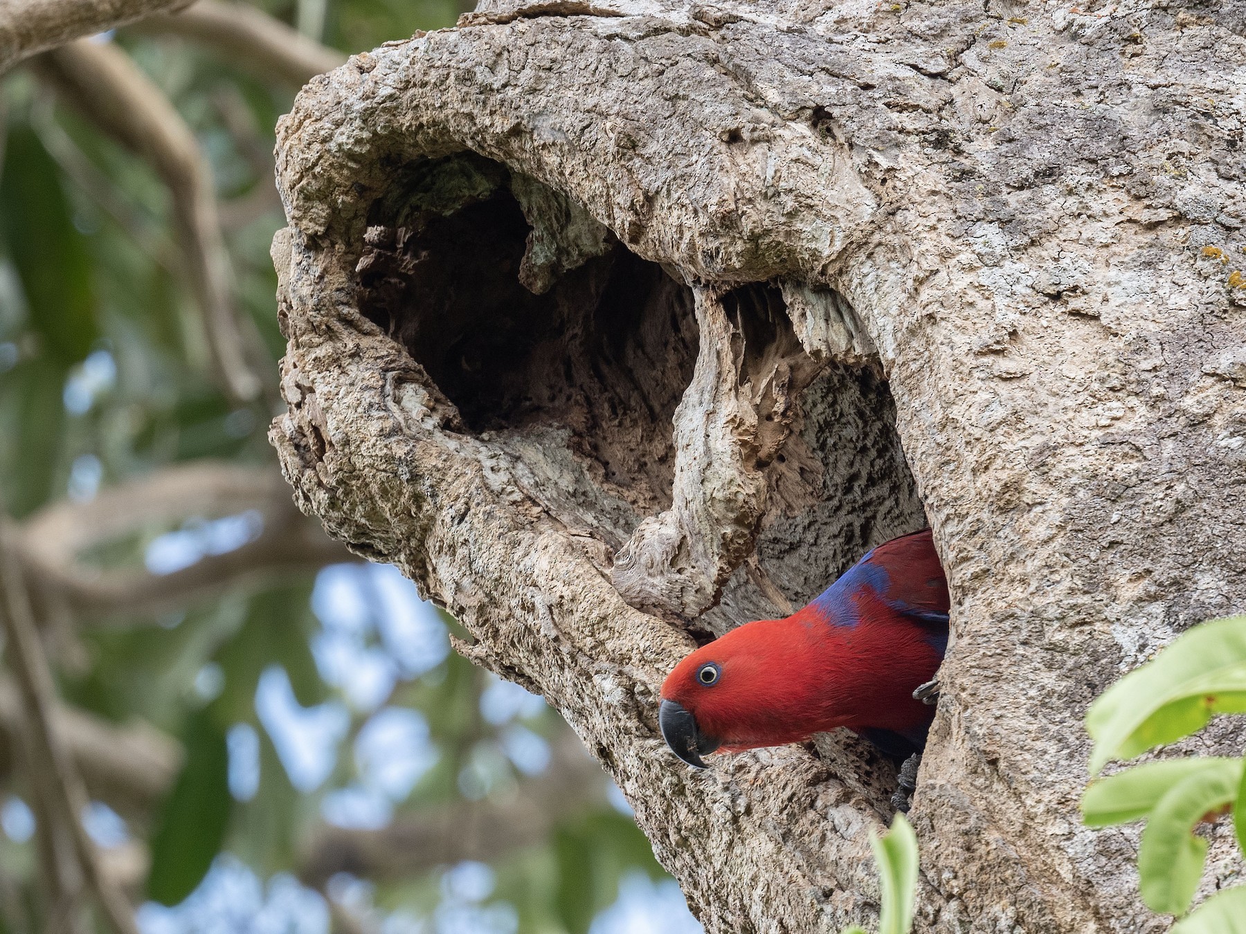 Papuan Eclectus - eBird
