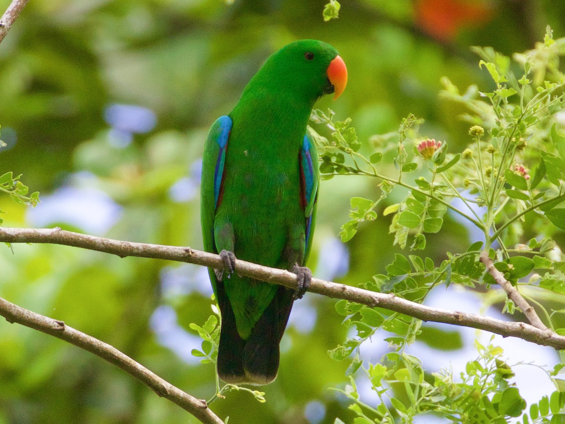 Papuan Eclectus - eBird
