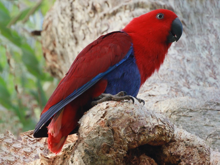 Papuan Eclectus - eBird