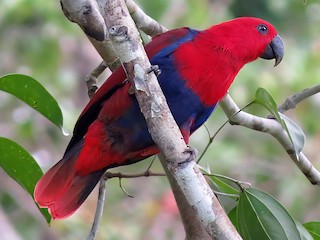 Papuan Eclectus - eBird