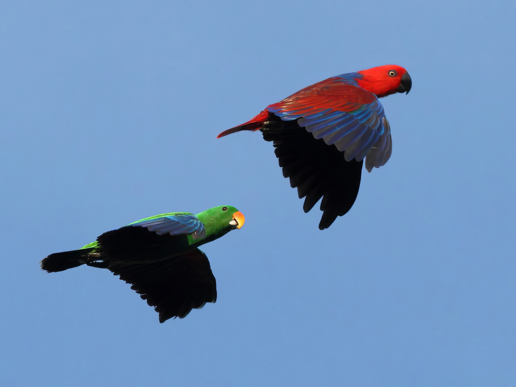 Papuan Eclectus - eBird