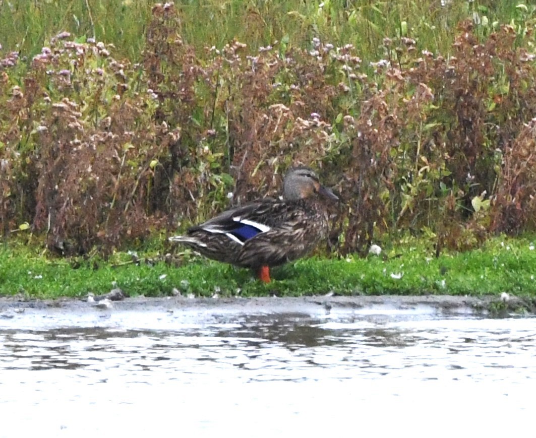 eBird Checklist - 9 Sep 2023 - Pea Island NWR--Salt Flats Wildlife ...