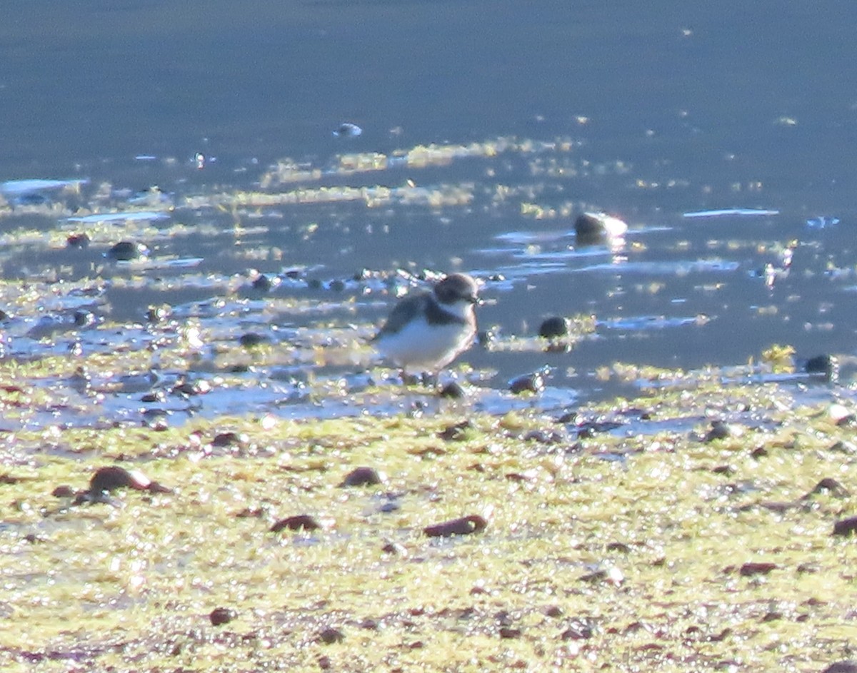 eBird Checklist - 10 Sep 2023 - Trinity Center--end of Airport Rd. - 10 ...